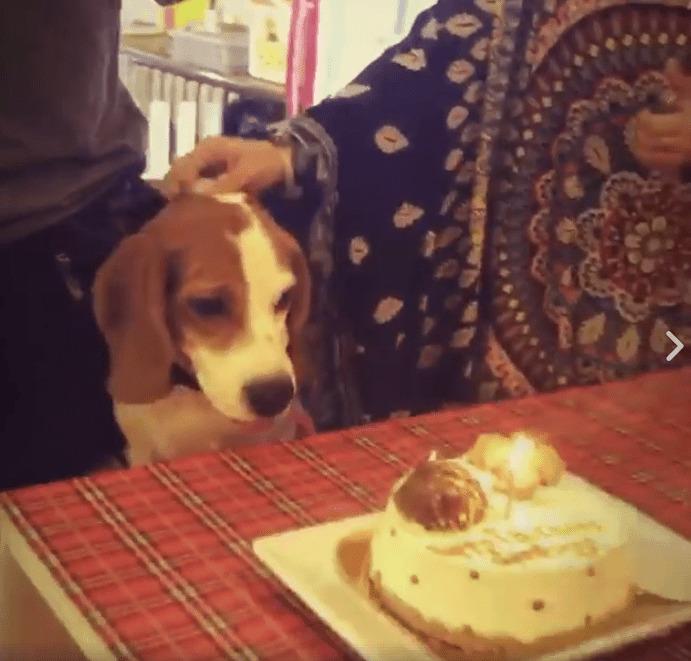 HBD คุงหัวครก (Beagle) - Coffee Puppy: Cooking For Dogs Since 2012